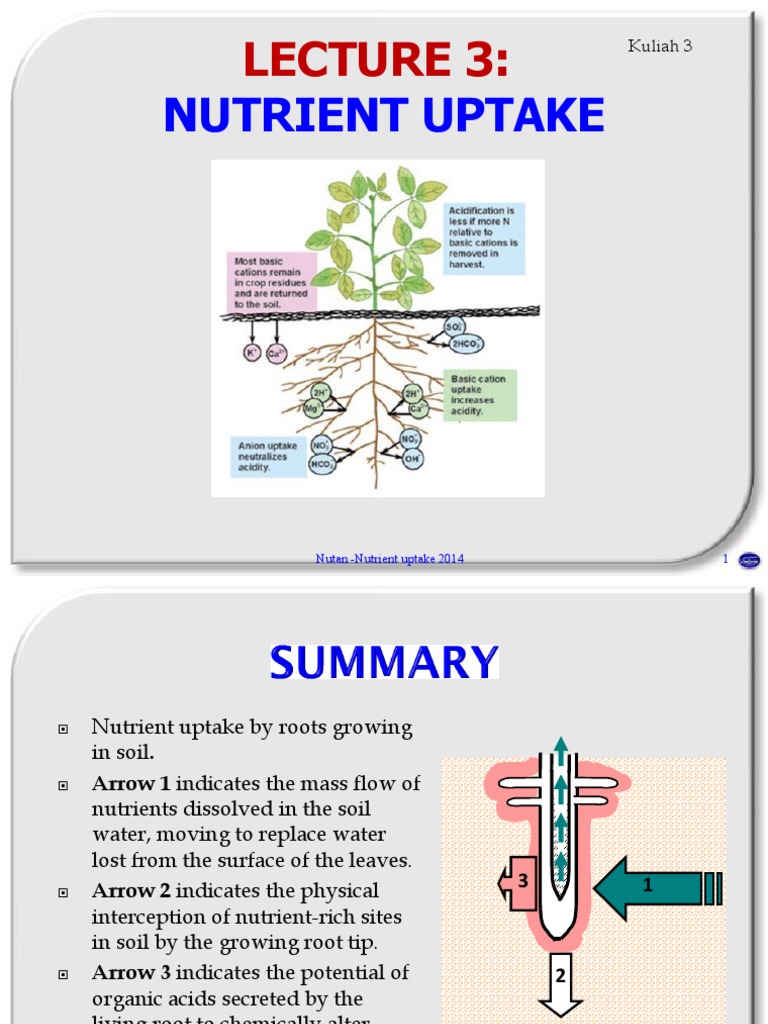 Plant Nutrient Uptake Basics | PDF | Diffusion | Soil