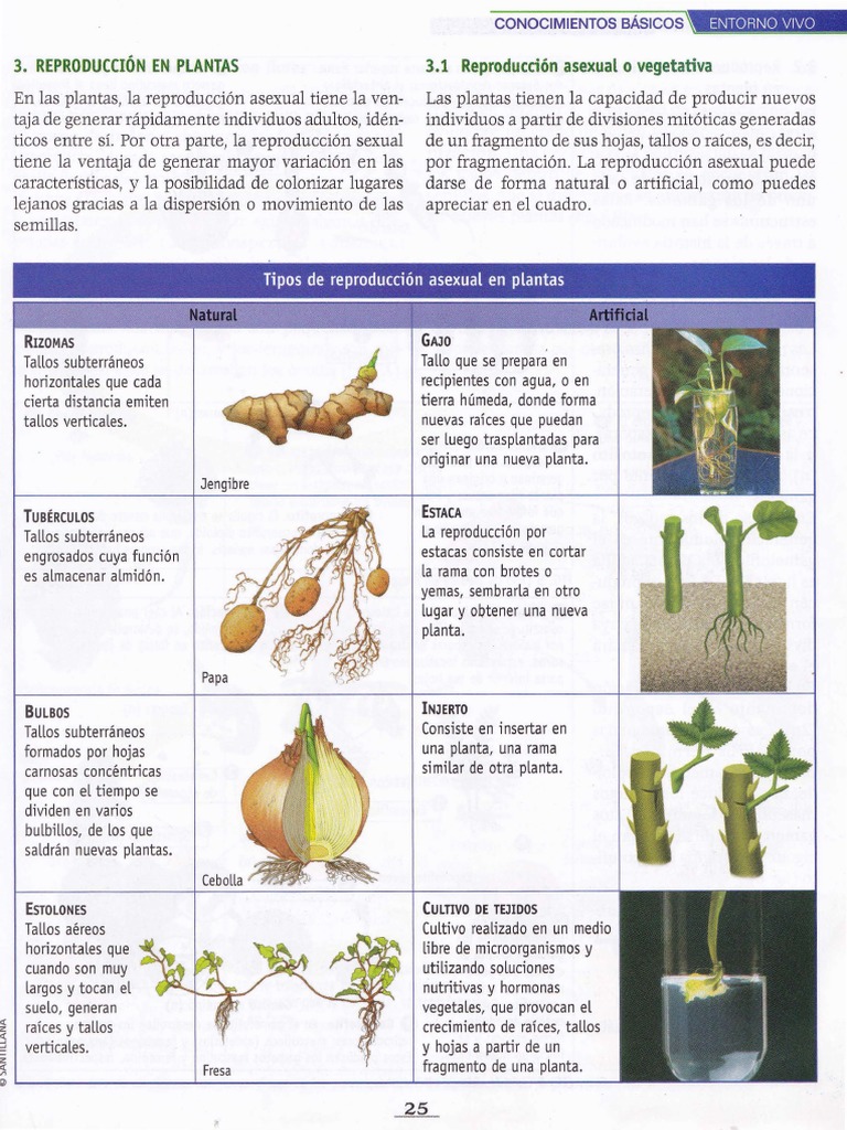 Reproducción de Plantas Plus | PDF | Musgo | Flores