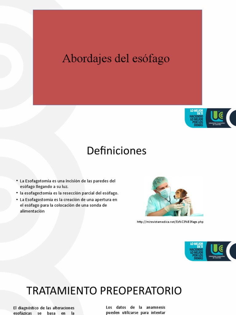 Cirugía Del Esófago 2 | PDF | Estómago | Abdomen