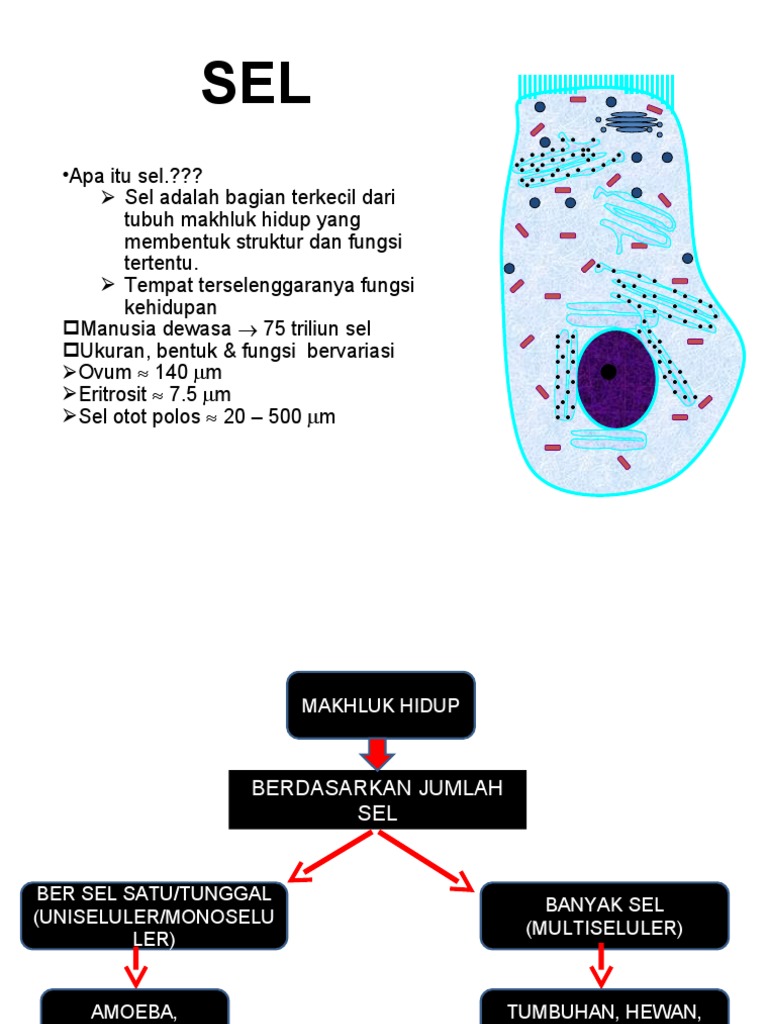 Biologi Sel | PDF