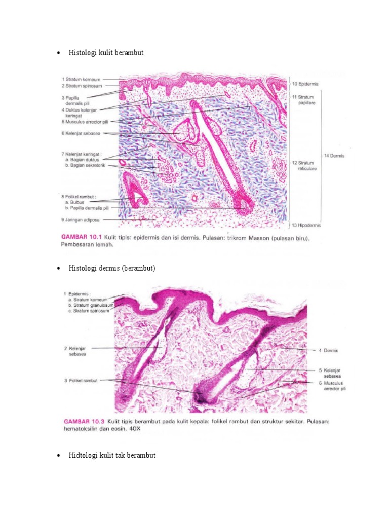 Histologi Kulit Berambut | PDF