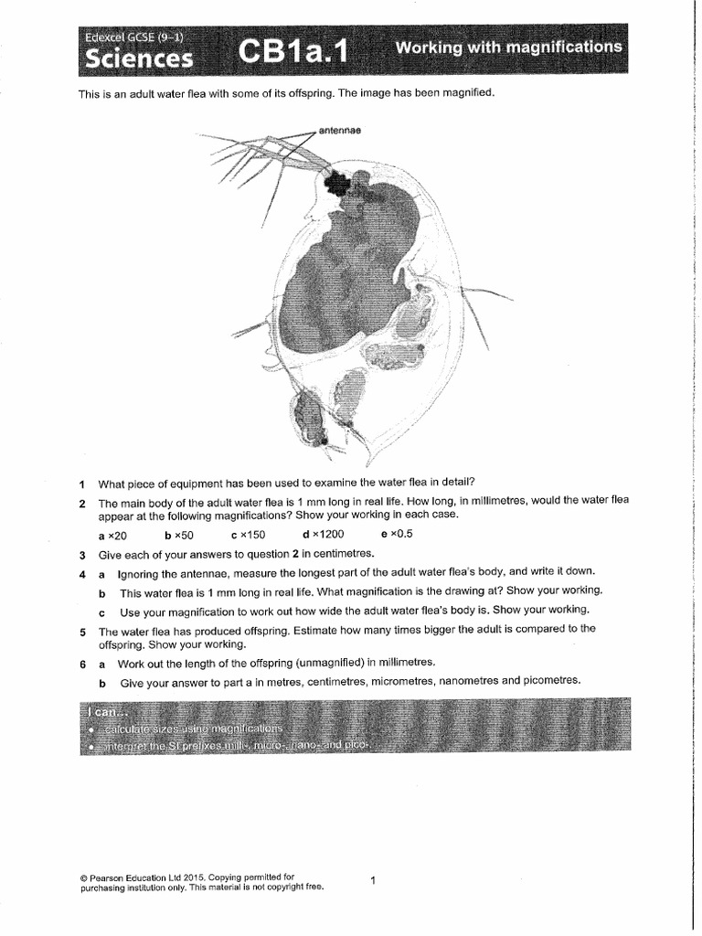 Year 9 Revision Booklet | PDF
