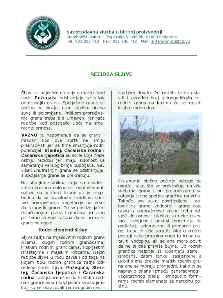 Rezidba Sljive | PDF