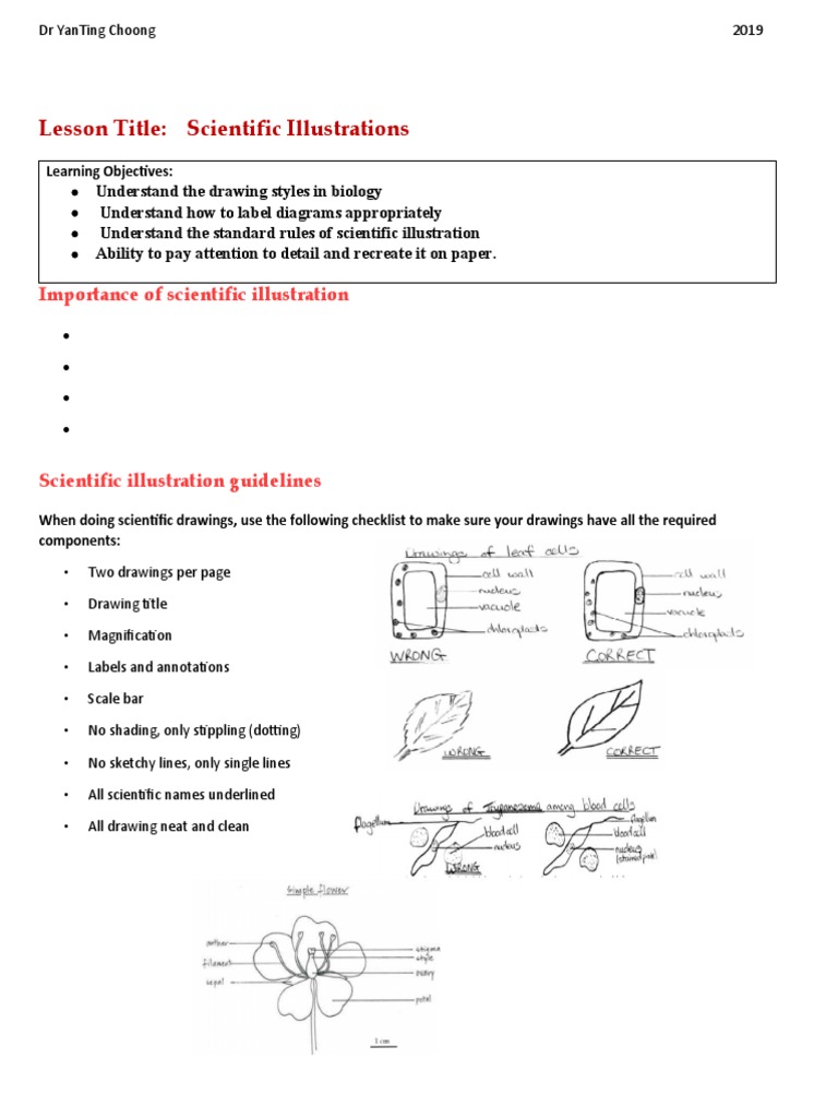 Scientific Drawing Guidelines | PDF