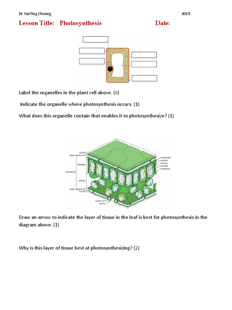 Y9 Plant 3 - Photosynthesis - Worksheet | PDF
