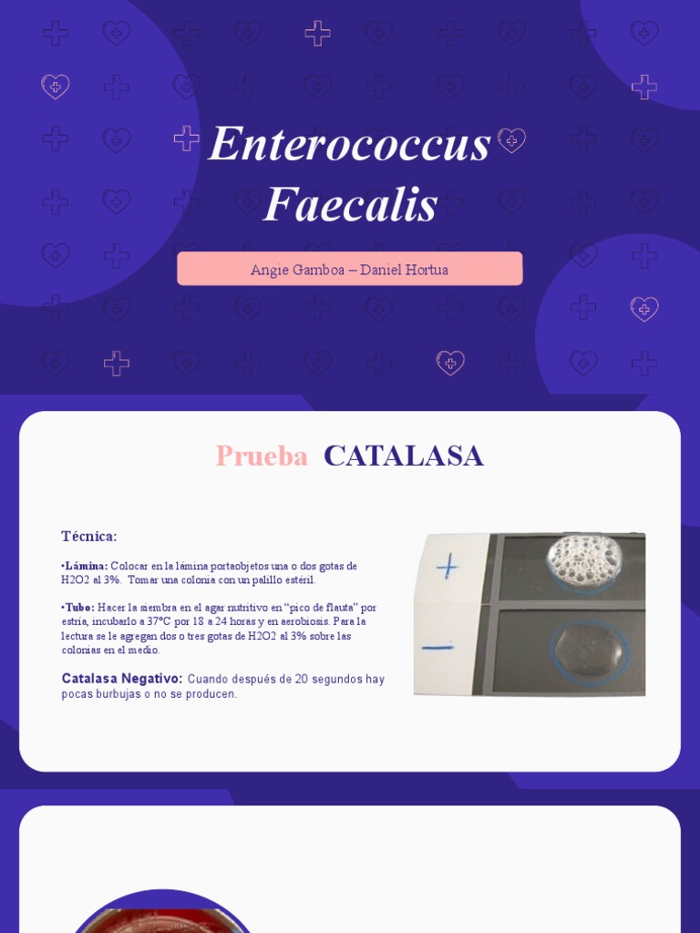Enterococcus Faecalis | PDF