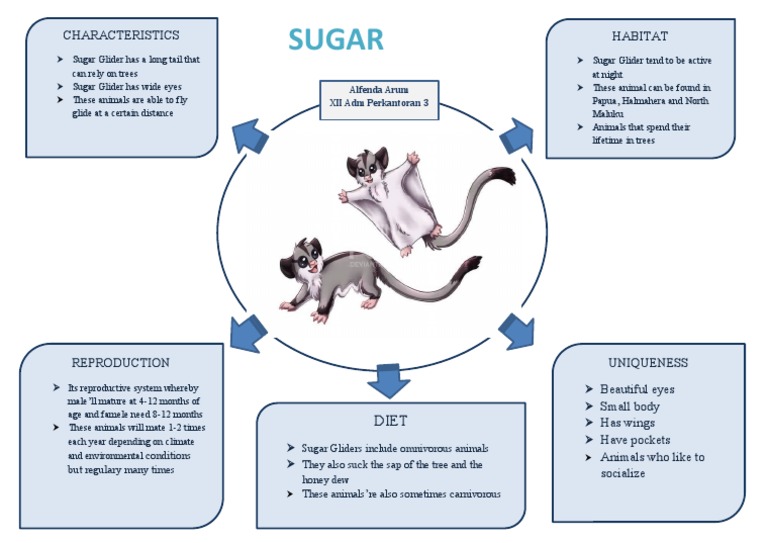 Sugar Glider: Habitat Characteristics | PDF