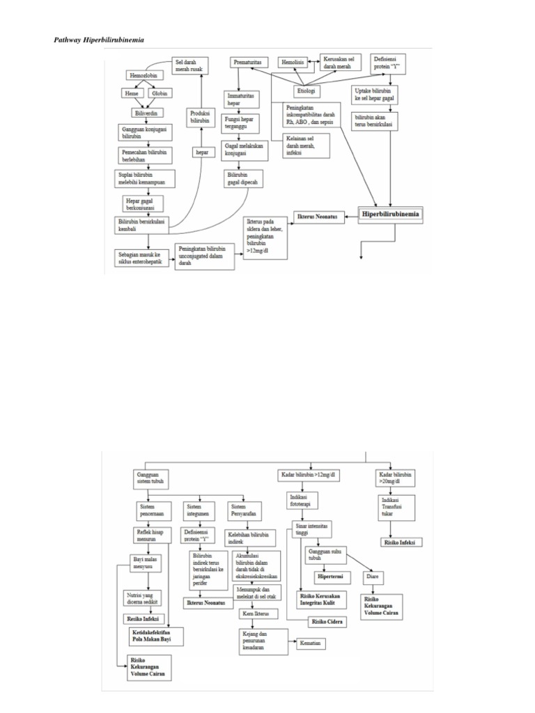 Pathway Hiperbilirubinemia | PDF
