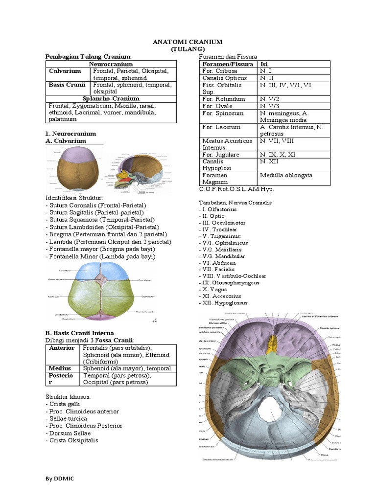 Anatomi Cranium (Tulang) Pembagian Tulang Cranium Neurocranium ...