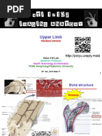 Label (Upper Limb Bone) | PDF | Musculoskeletal System | Human Anatomy