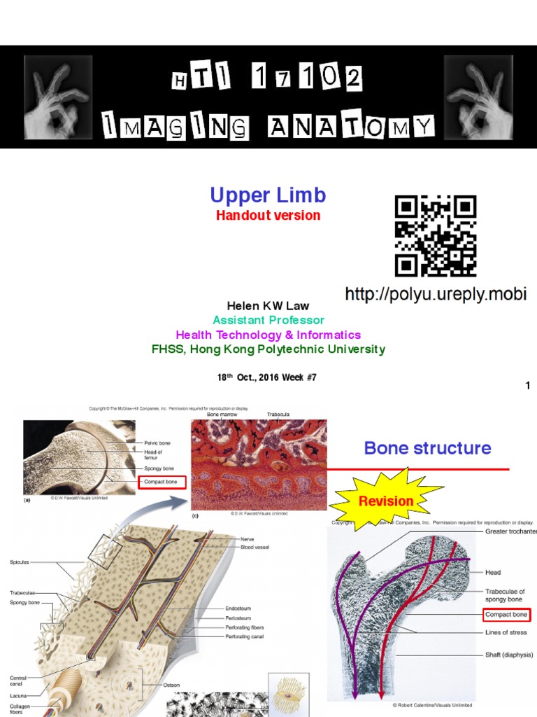Upper Limb: Handout Version | PDF | Hand | Joints