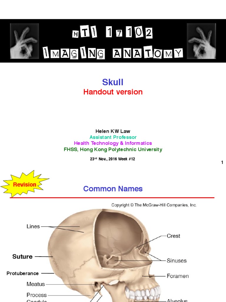 Skull: Handout Version | PDF | Skull | Cerebrum