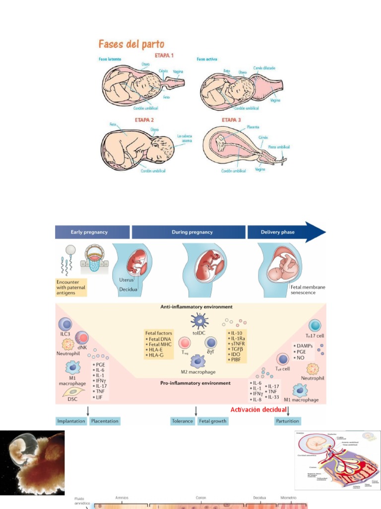 Las Fases Del Parto | PDF | Placenta | Parto