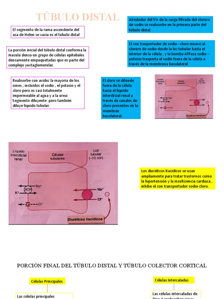 Porción Final Del Túbulo Distal y Túbulo Colector. | PDF | Riñón | Potasio