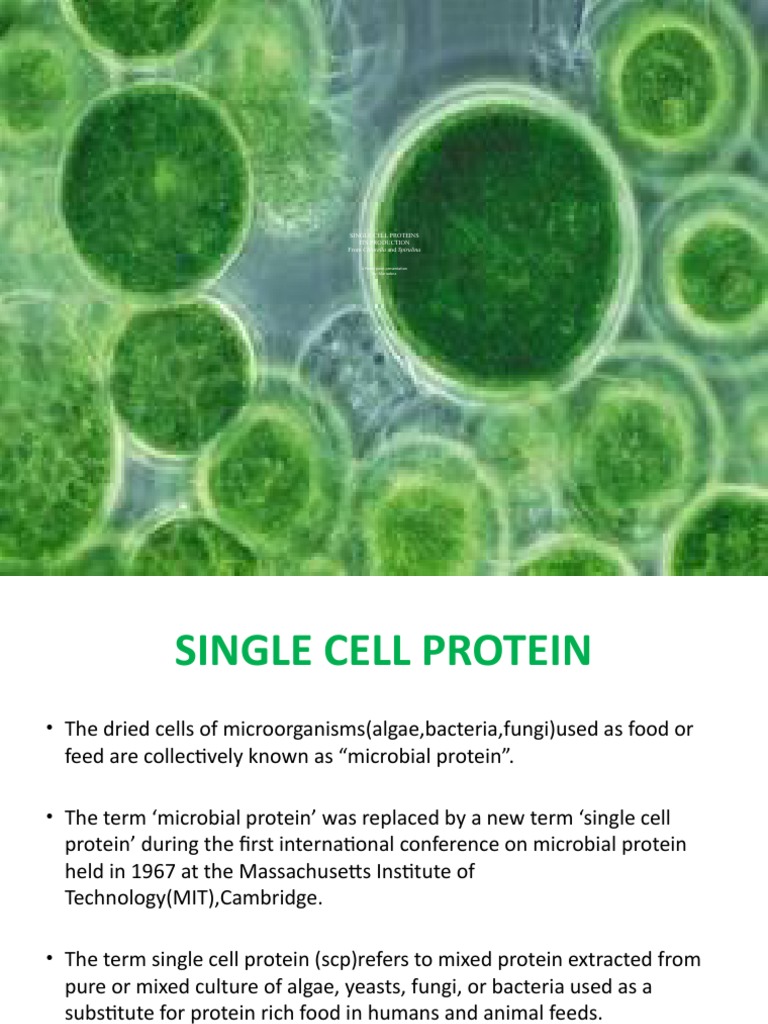Single Cell Proteins Its Production From Chlorella and Spirulina | PDF ...