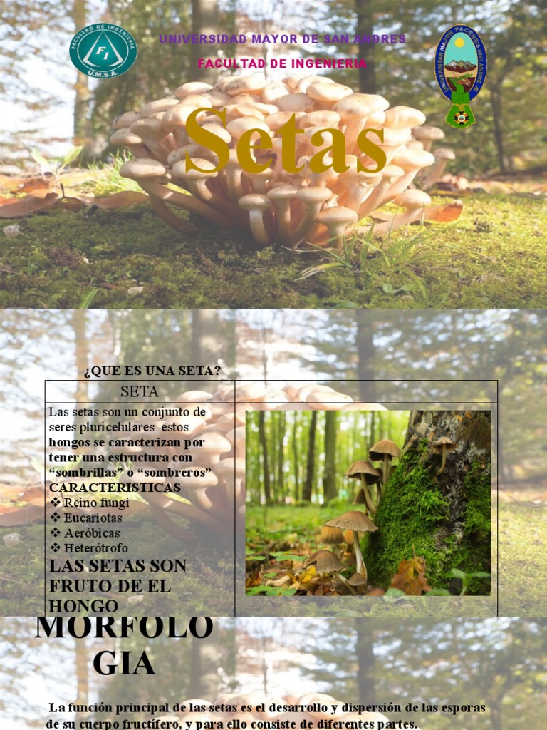 SETAS | PDF