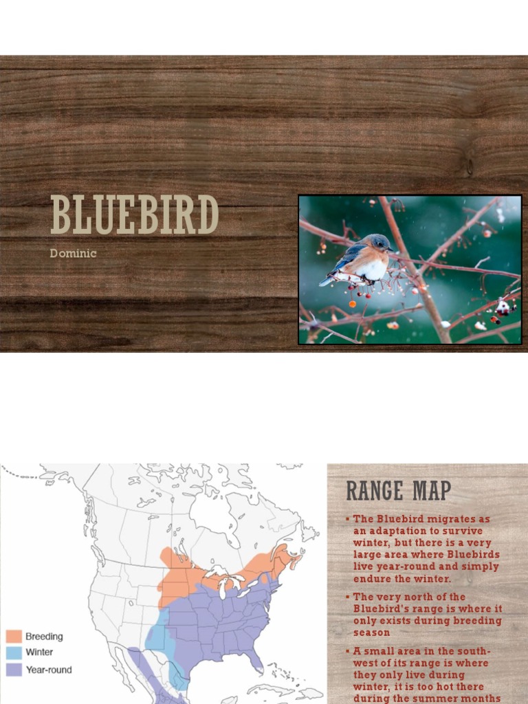 Bluebird Project | PDF