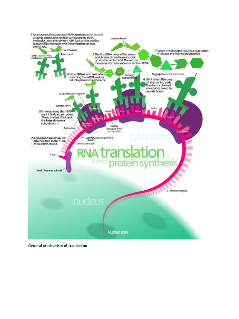 General Mechanism of Translation | PDF