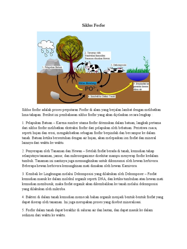Siklus Fosfor | PDF