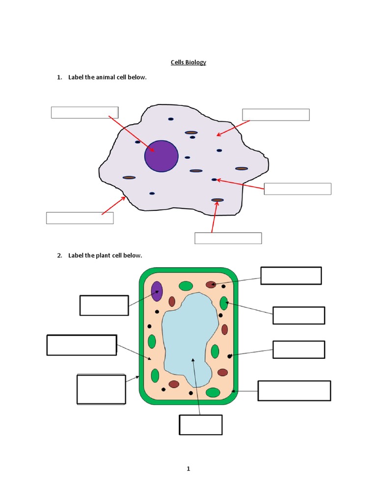 Cell - Biology - Diagram Worksheet | PDF