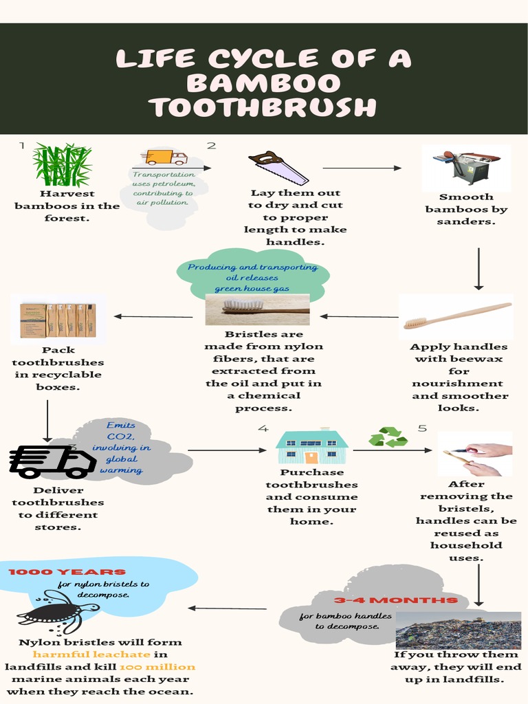 Life Cycle of A Bamboo Toothbrush: Emits CO2, Involving in Global ...