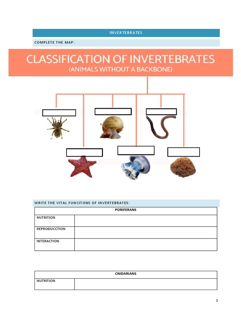 Activities Invertebrates 1 Eso | PDF