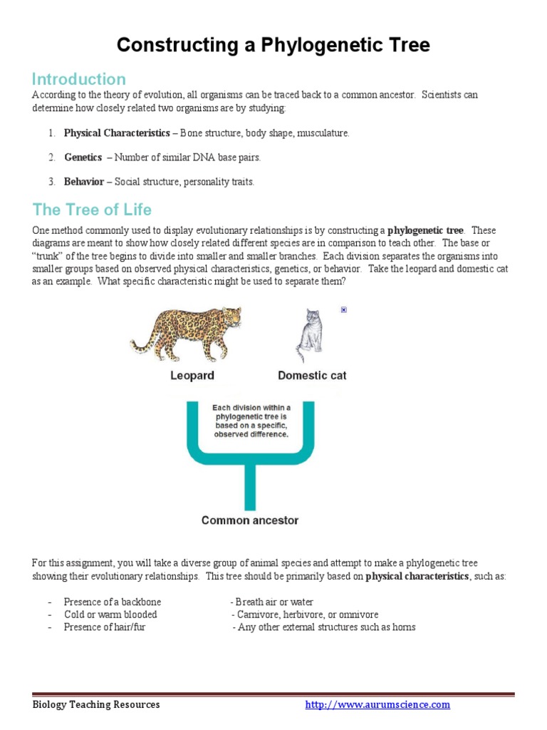 Constructing A Phylogenetic Tree: Biology Teaching Resources | PDF