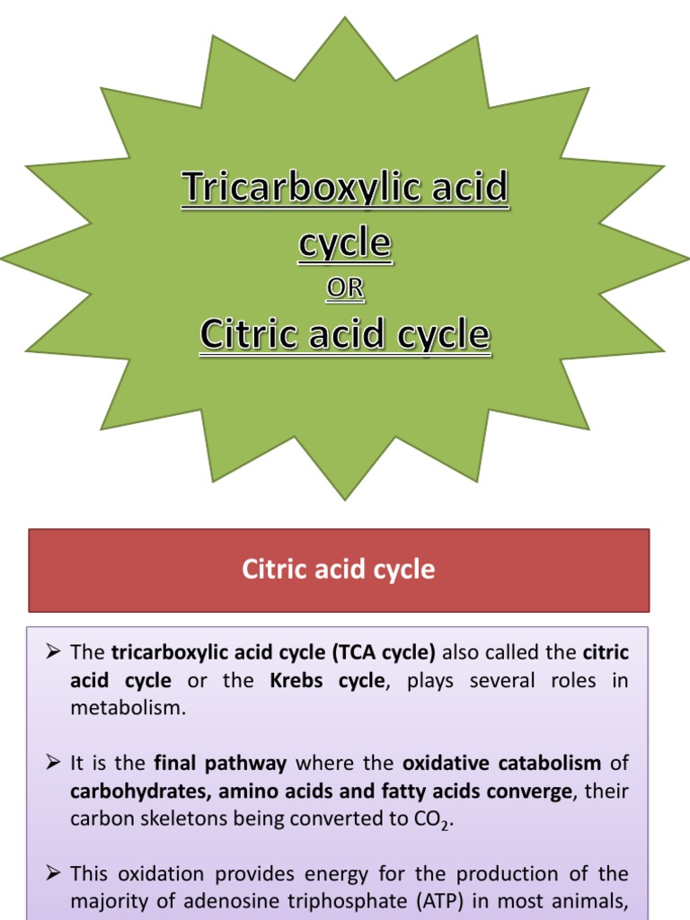 Citric Acid Cycle | PDF | Citric Acid Cycle | Diet & Nutrition