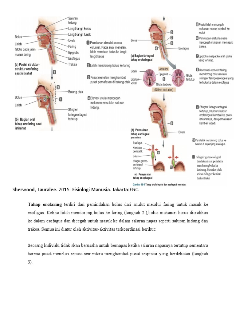 Proses Menelan Makanan dari Mulut hingga Lambung | PDF