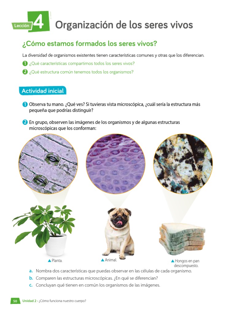 Clase 1 Ciencias 5° | Descargar gratis PDF | Organismos | Biología Celular)