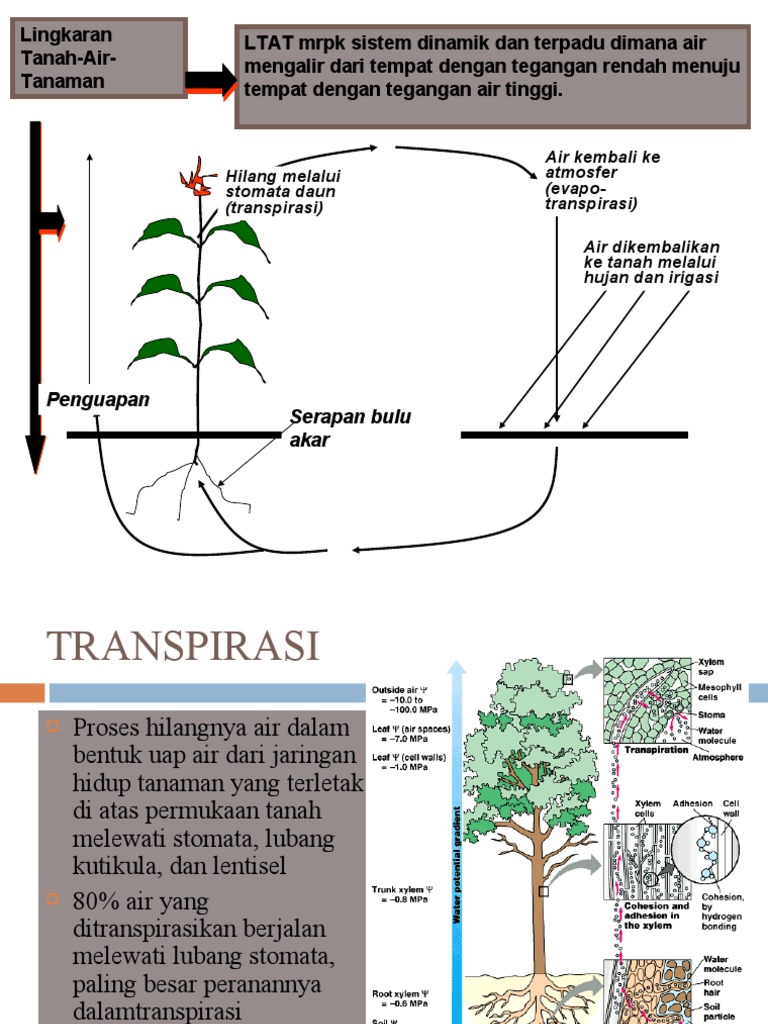 Transpirasi Dan Stomata Pada Tumbuhan | PDF