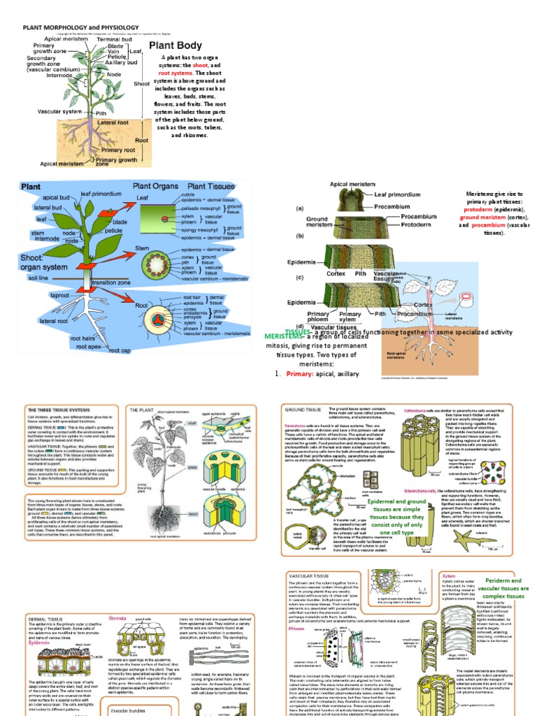 Shoot Root Systems: Plant Morphology and Physiology | PDF | Tissue ...