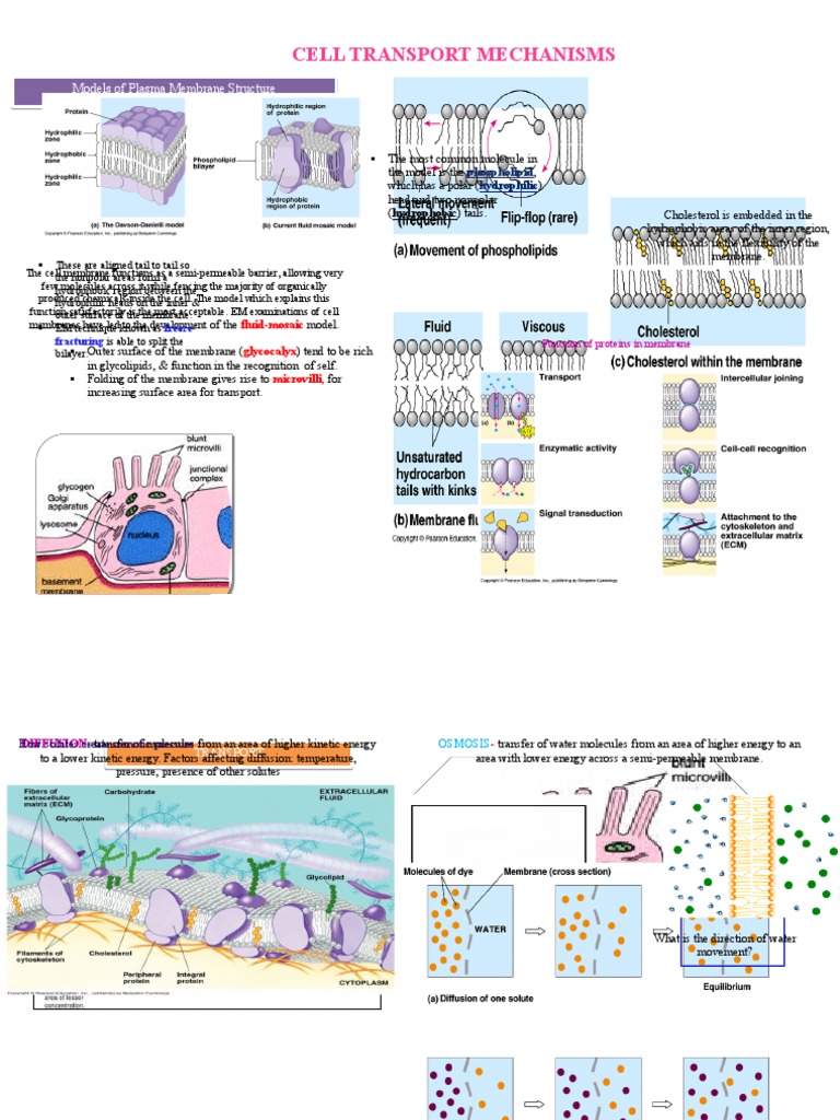 Cell Transport Mechanisms: Models of Plasma Membrane Structure | PDF ...