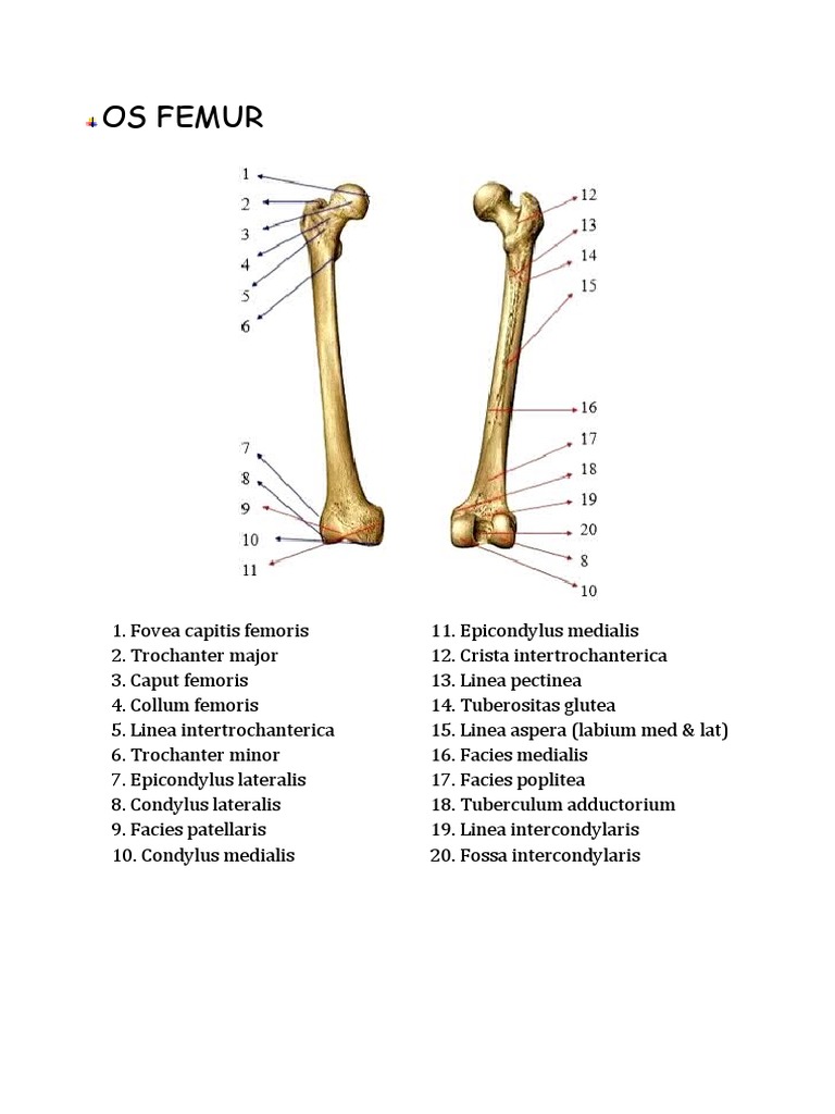 Key Features of Femur and Tibia | PDF | Skeletal System | Lower Limb ...