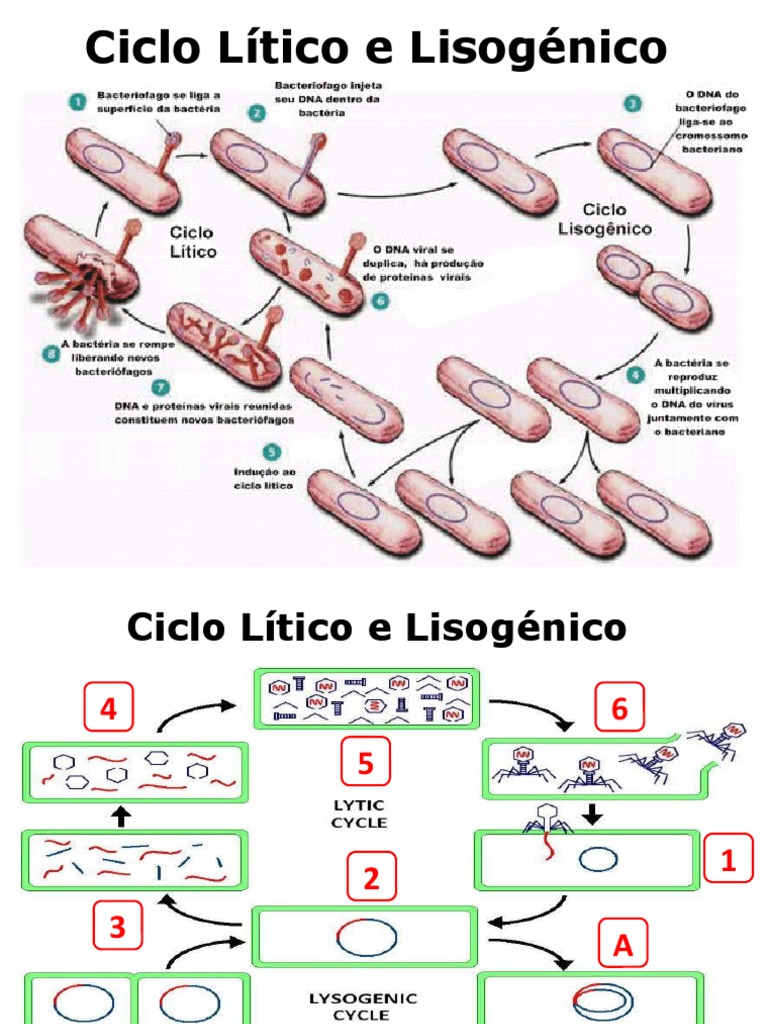 Etapas Do Ciclo Lisogenico Introdução Aos Vírus (artigo) | Vírus