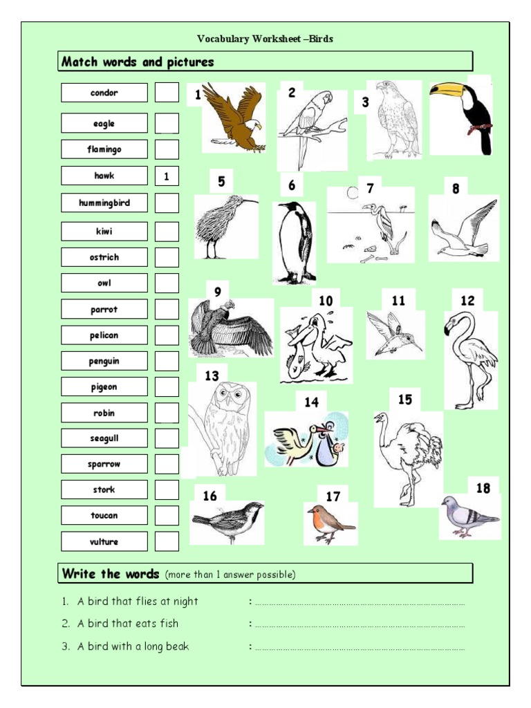 Bird Vocabulary Matching Worksheet | PDF