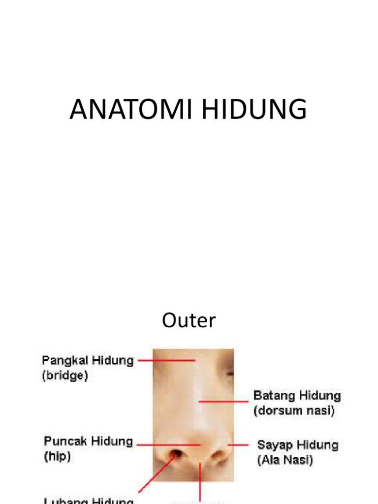 Anatomi dan Fisiologi Hidung | PDF
