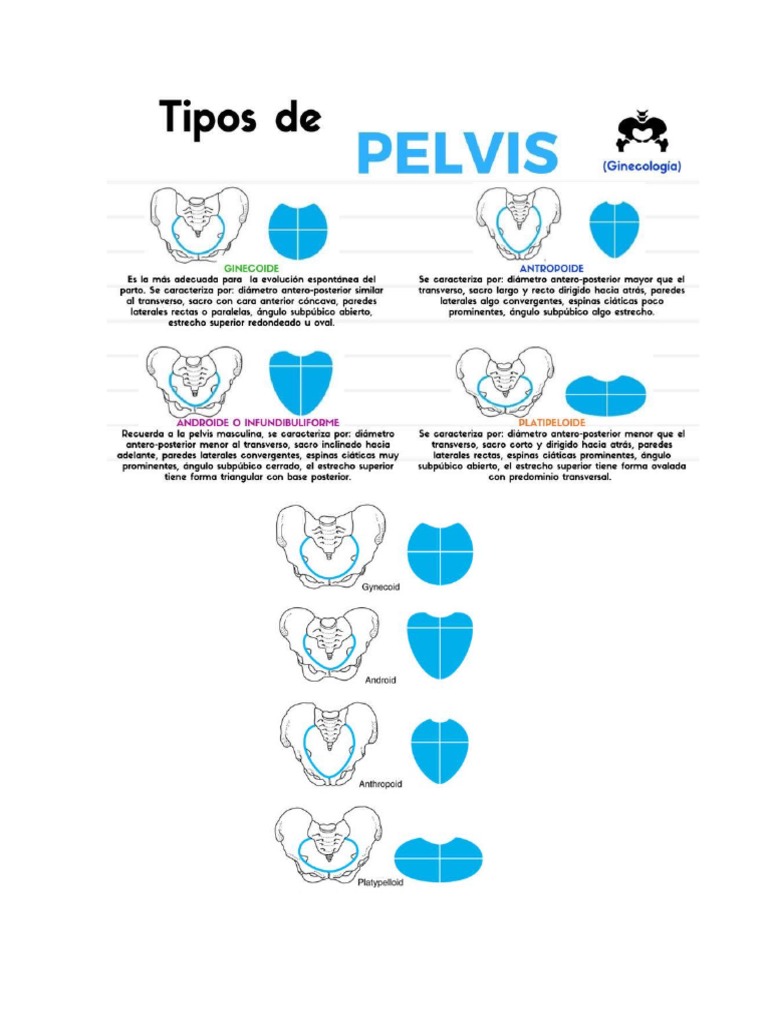 Tipos de Pelvis | PDF