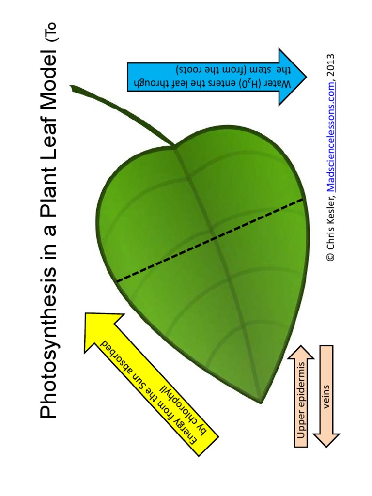 Photosynthesis 3d Model - For Communication | PDF