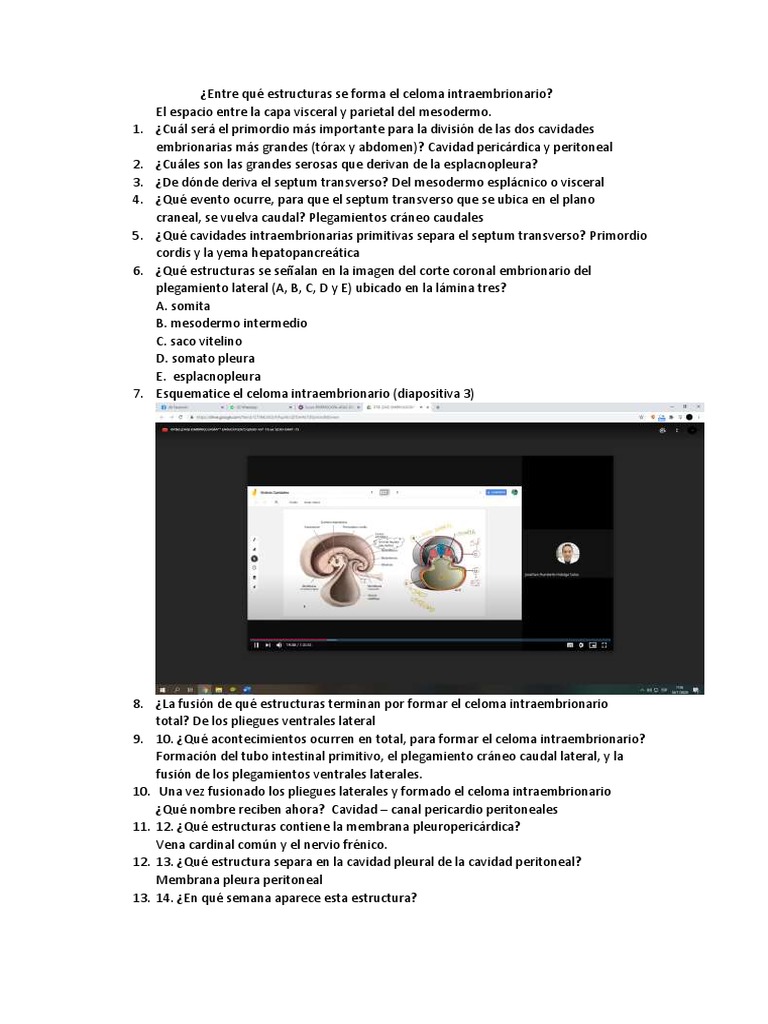 Entre Qué Estructuras Se Forma El Celoma Intraembrionario | PDF ...