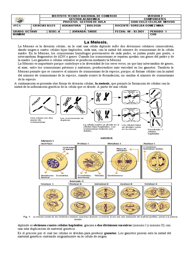 Guía de Meiosis y Gametogénesis en Biología | PDF | Mitosis | Mitosis