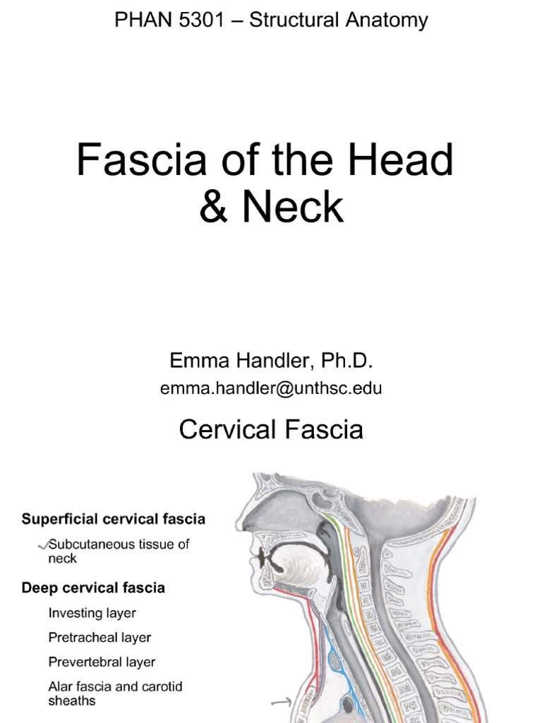 Fascia of The Head & Neck | PDF | Common Carotid Artery | Neck
