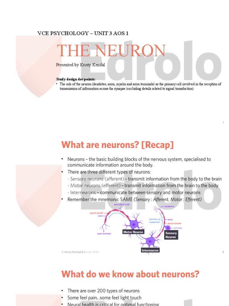 The Neuron: Vce Psychology - Unit 3 Aos 1 | PDF | Neuron | Synapse