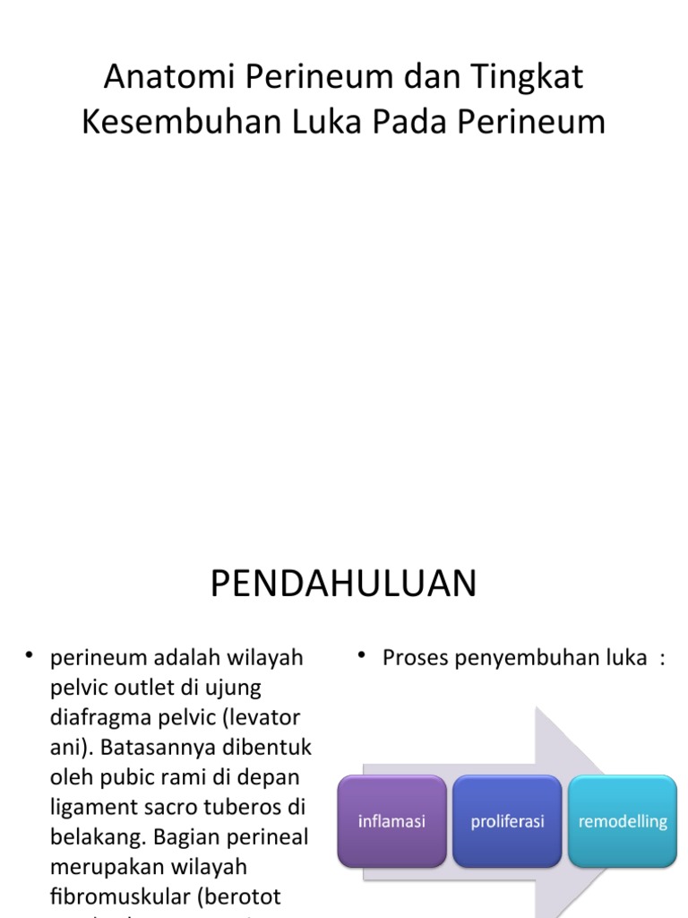 Anatomi Perineum Dan Tingkat Kesembuhan Luka Pada Perineum | PDF