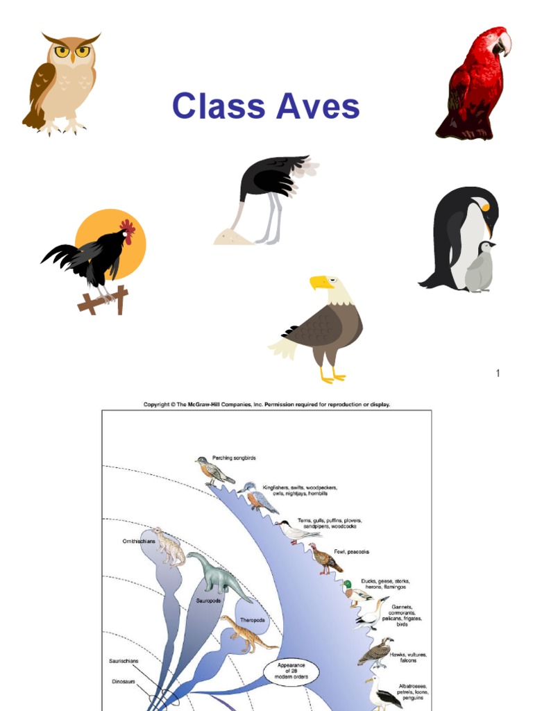 Understanding Class Aves and Evolution | PDF | Birds | Dinosaurs