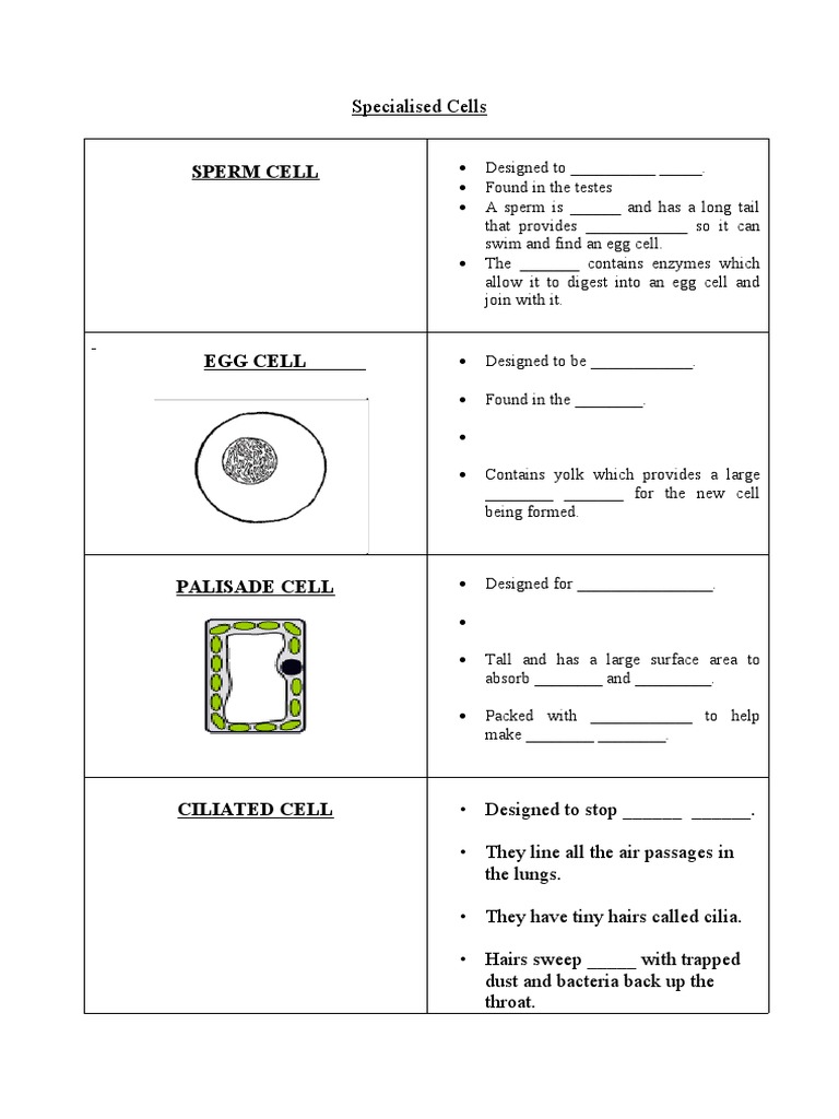 Specialized Cell Functions | PDF | Egg | Lung