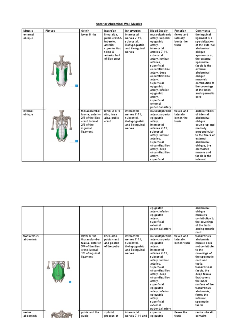 Muscle Picture Origin Insertion Innervation Blood Supply Function ...