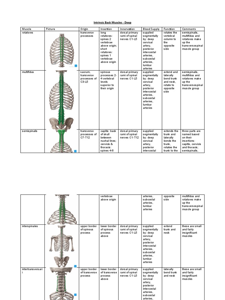 Intrinsic Back Muscles - Deep | PDF | Vertebral Column | Neck