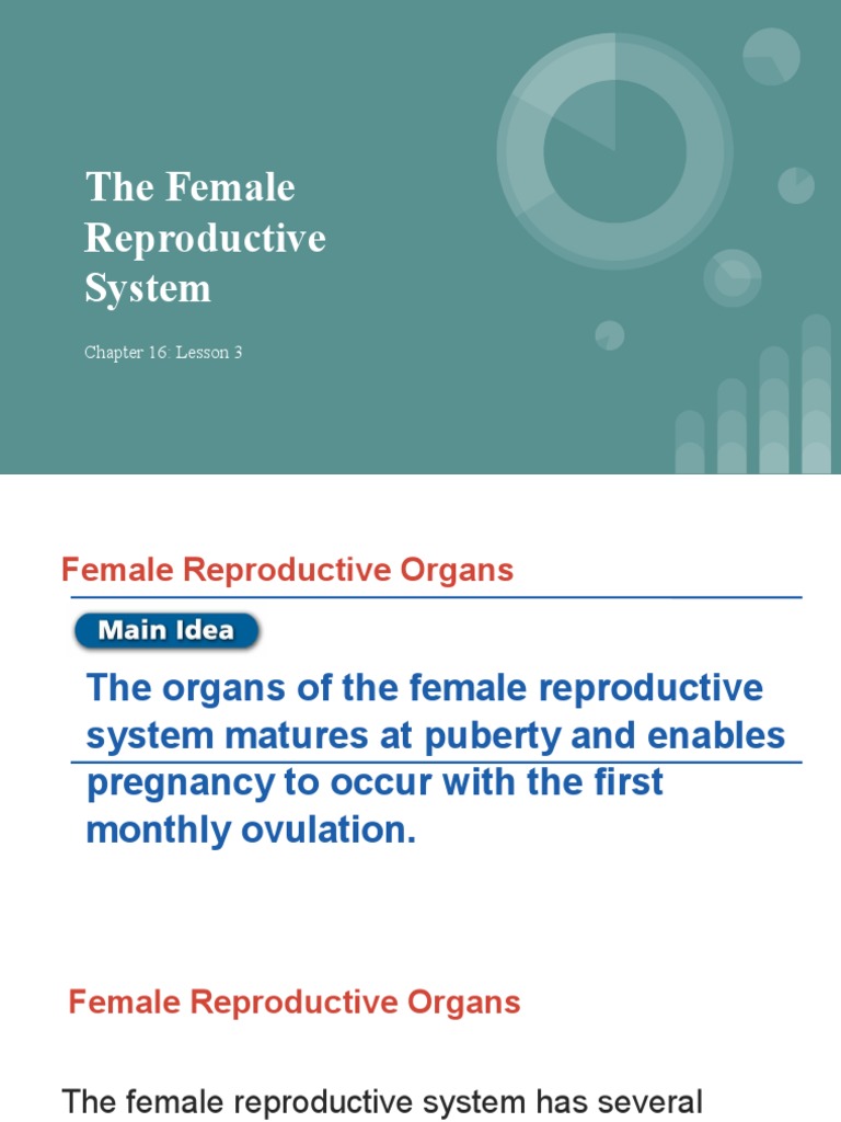 The Female Reproductive System: Chapter 16: Lesson 3 | Download Free ...