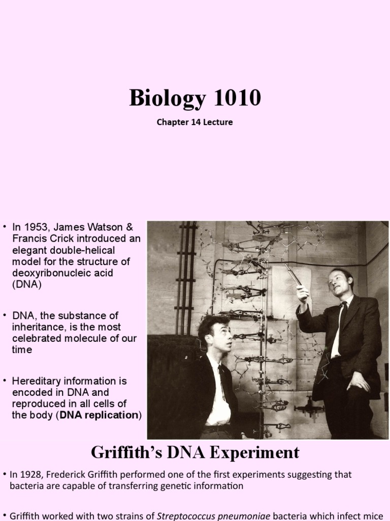Biology 1010: Chapter 14 Lecture | PDF | Dna Replication | Gel ...